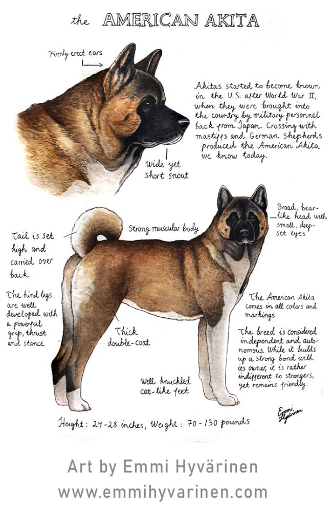 American Akita – Watercolour illustration – EMMI HYVÄRINEN | VISUAL ARTIST